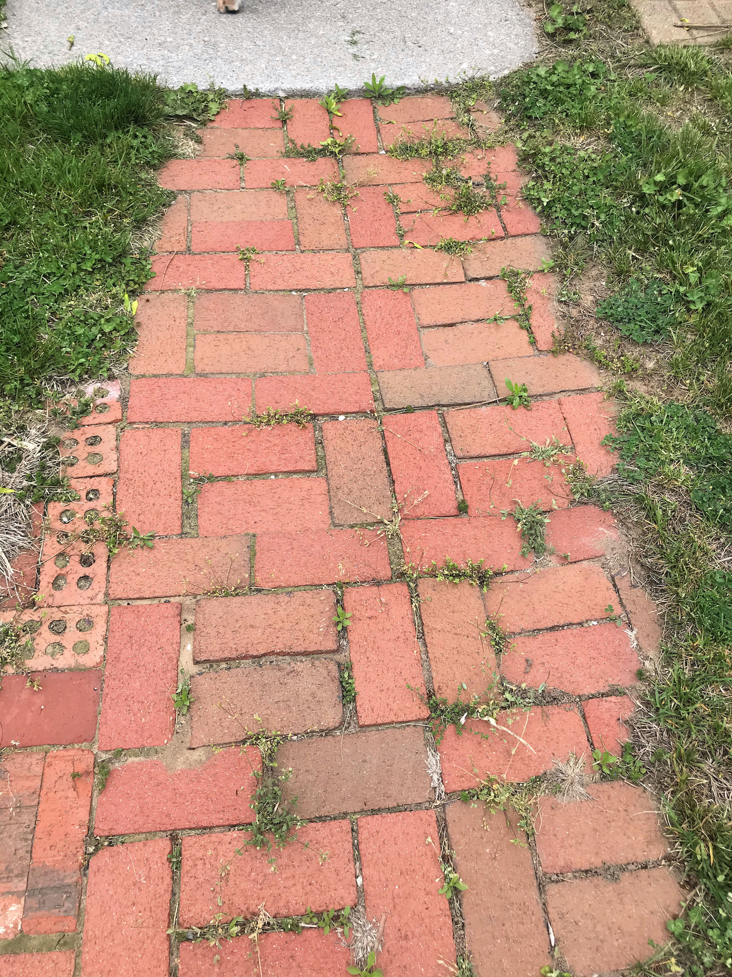 An Amazing Natural Weed Killer - Sunny Side Up Living Blog